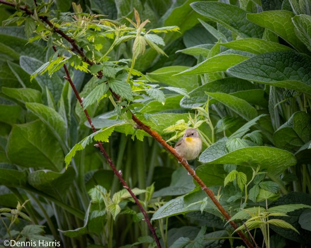 2026 Spring Monhegan Migration Weekend Tour Report | Maine Birding ...