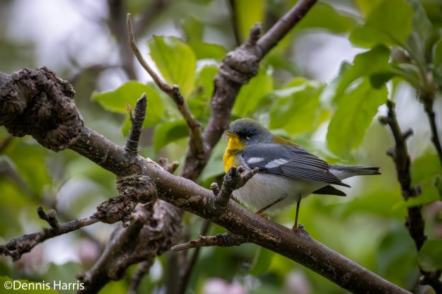 2026 Spring Monhegan Migration Weekend Tour Report | Maine Birding ...