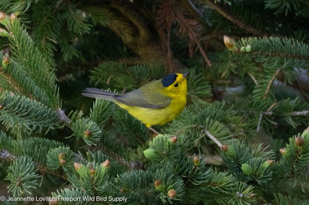 2026 Spring Monhegan Migration Weekend Tour Report | Maine Birding ...